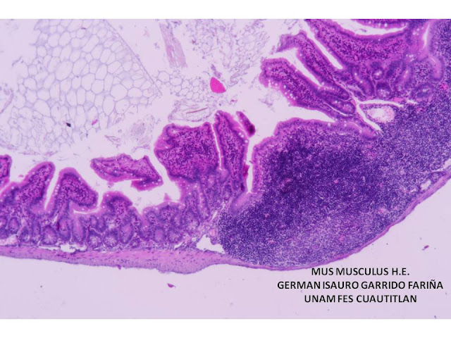 Morfologia e histologia de raton (Mus musculus): MORFOLOGIA E ...