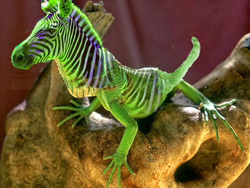 Art Alley: Chimera: MMS 6th Graders Use Photoshop to Create Chimeras