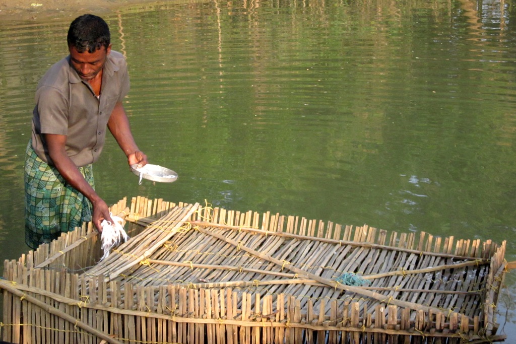 Is it Possible to Do Mud Crab Farming in Freshwater? - Live Fresh Mud ...