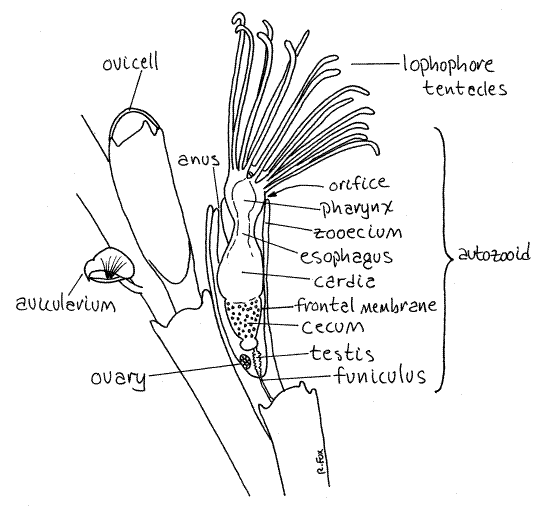 Harbor Watch: MIS Branching Bryozoan