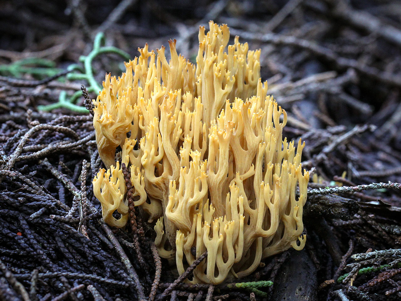 HONGOS DE AMERICA Y OTROS CONTINENTES: FAMILIA: Clavariaceae. GENERO ...