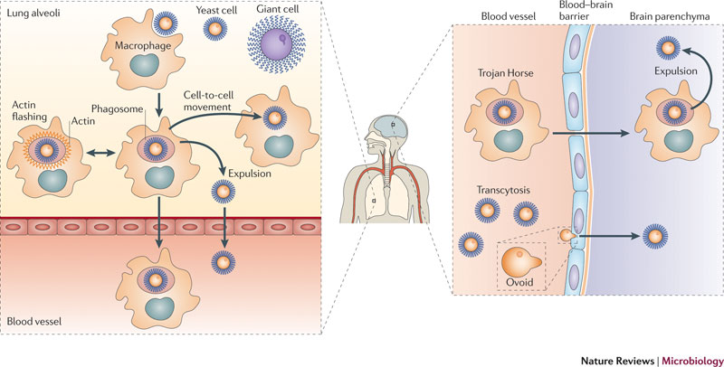 Clash of the titan- Survival strategy for Cryptococcus