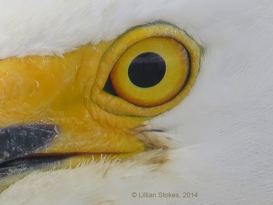 STOKES BIRDING BLOG: It's Snowing!!... Egrets!