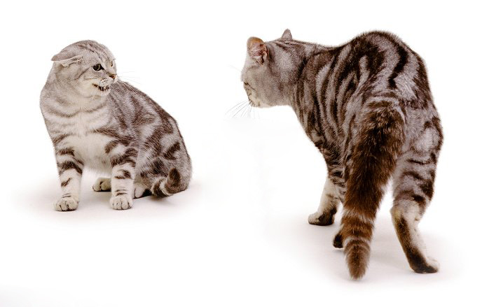 To catz: 10 Claves del lenguaje corporal en gatos