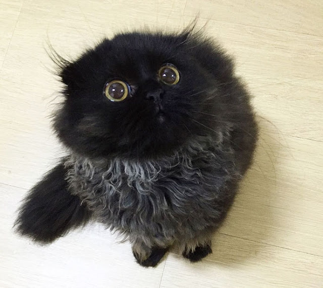 White Wolf : Meet Gimo, The Cat With The Biggest Eyes Ever