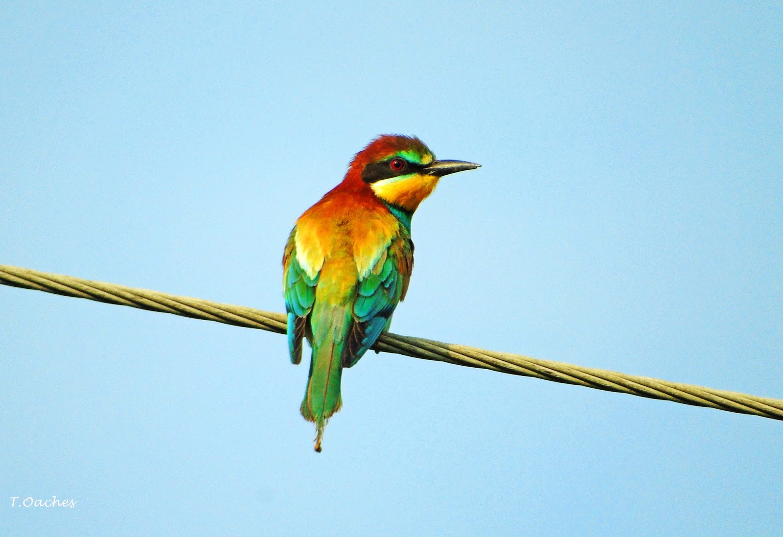 PASARI DIN ROMANIA: PRIGORIE, Merops apiaster