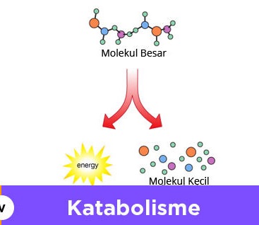 Berbagi Ilmu pengetahuan: METABOLISME: Katabolisme