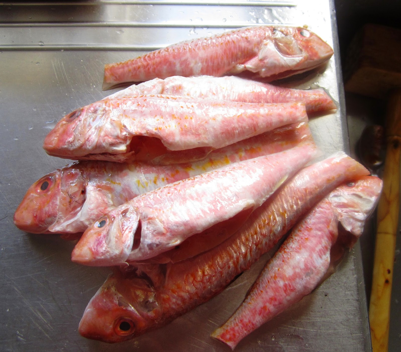 El rincón de Mundín: EL SALMONETE: CARACTERÍSTICAS