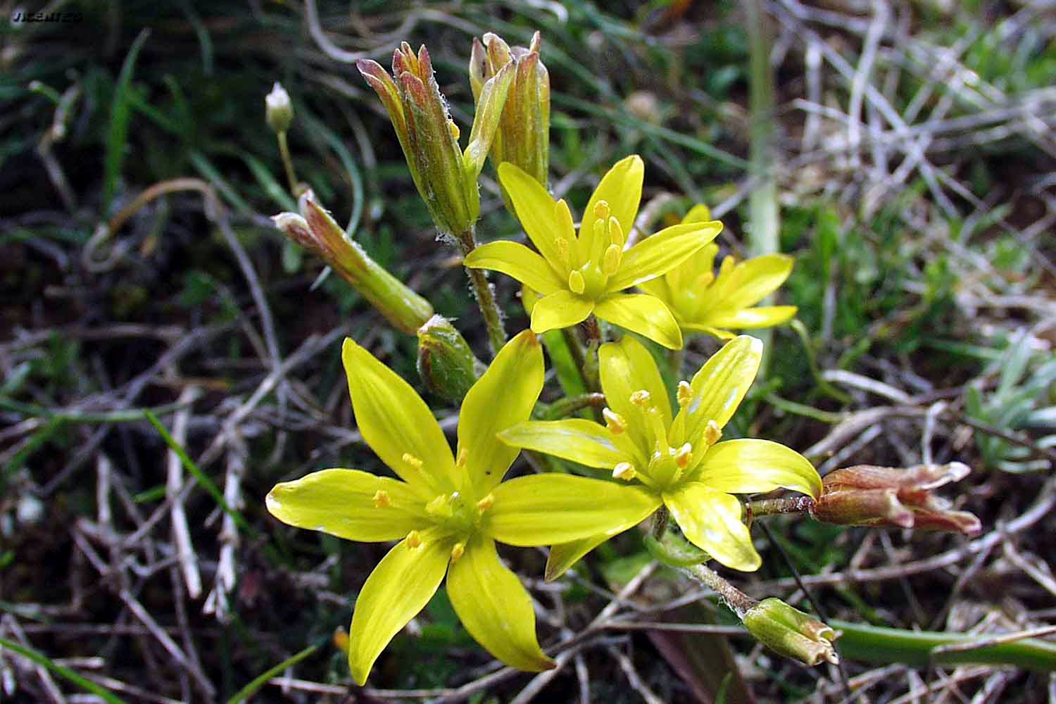 Las flores silvestres de Hormaza: Gagea arvensis