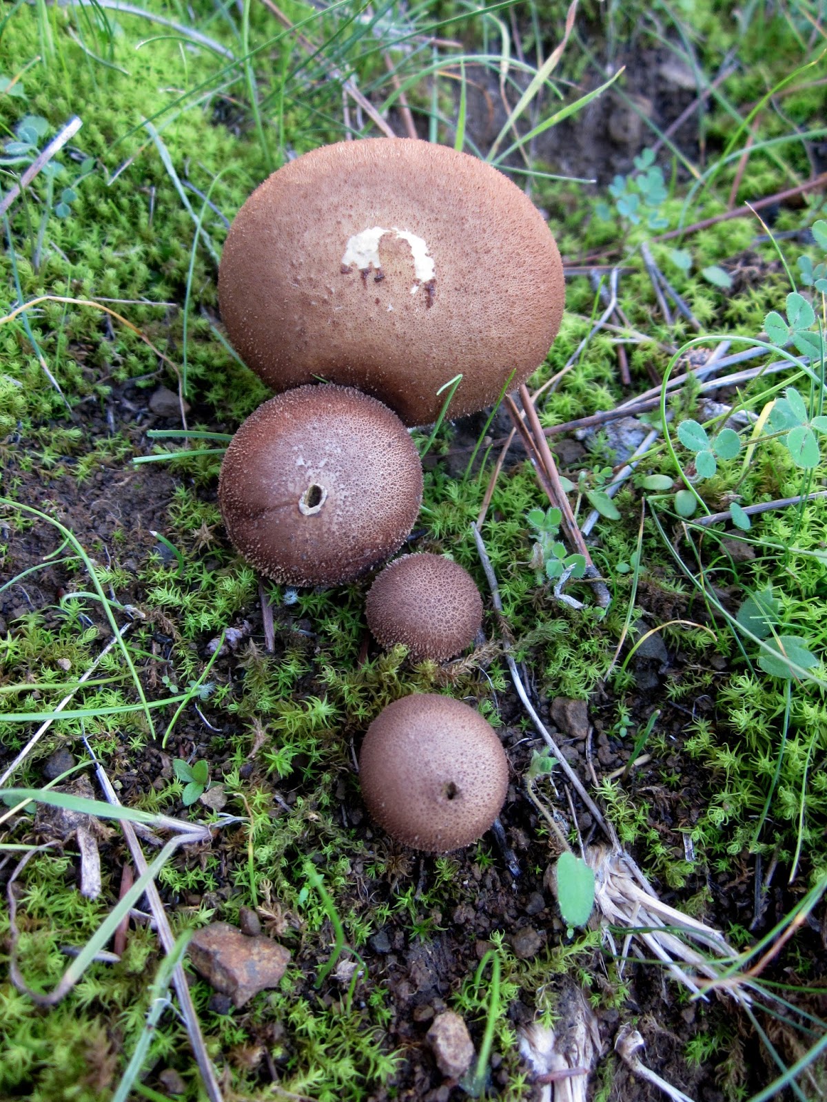 Biodiversity of Cyprus by NGO Protection of the Natural Heritage and ...