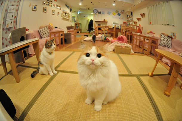 5 Cafe Kucing Yang Harus Kalian Kunjungi Di Tokyo - HKMedia