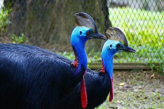 Birds Photos - Birds Wallpapers & Facts info: Cassowary Birds pictures ...