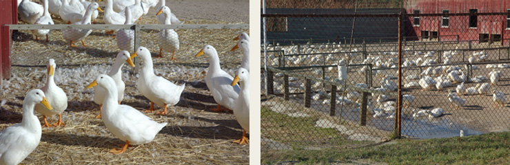 GeNtaO2 FArm: Duck Housing and Management