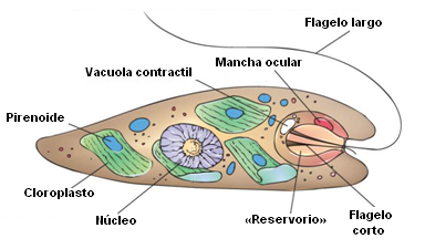 EUGLENIDOS : EUGLENOZOA