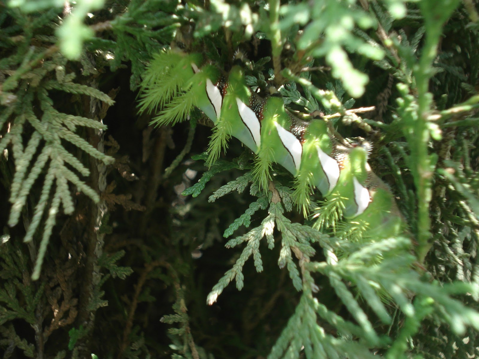 UM CAMINHO...: MANDRUVÁ