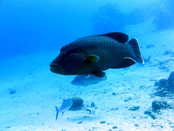 I Are Diver: What about a nice Reef(er)? – The Red Sea, Pt. 2
