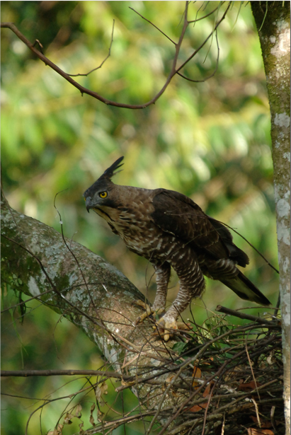 Ovaltes: Javan Hawk Eagle Endangred Habitat And Populations