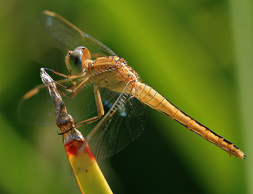 Dragonfly | Fact-Info and Photos 2012 | The Wildlife