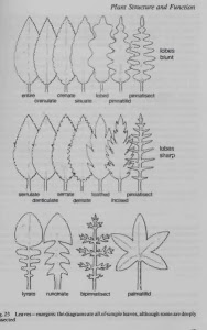 LEAF EDGE - world_Science Anda