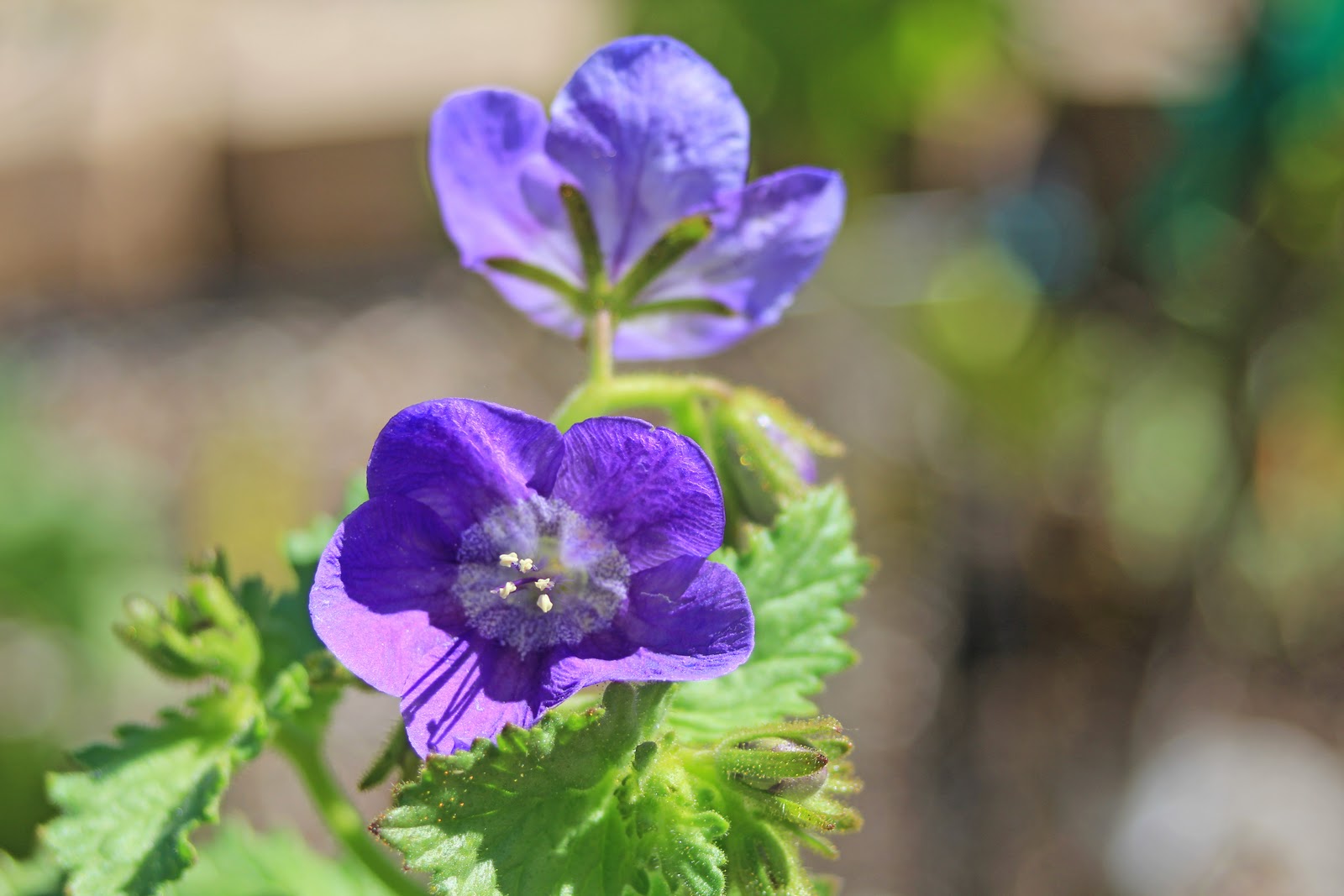 Camissonia's Corner: Spring has sprung, despite the schizo weather.