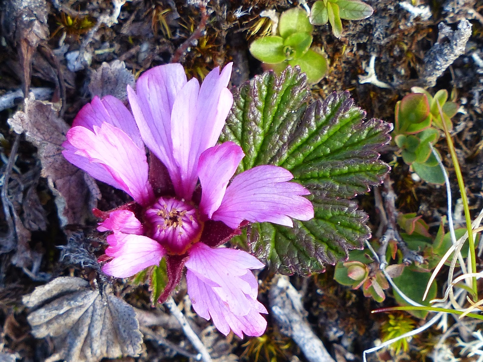 Yukon Wild Berries: Nagoon berry