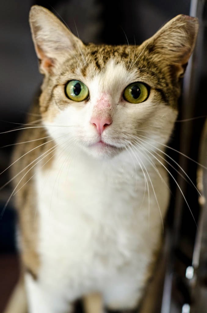 Progressive Charlestown: Kitty of the week