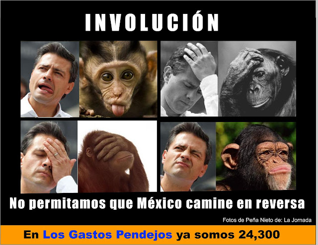 mactans: Involución