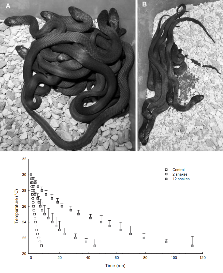 Life is short, but snakes are long: Snakes that are Good Parents