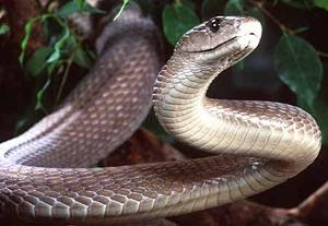 Mamba Negra (Dendroaspis polylepis)