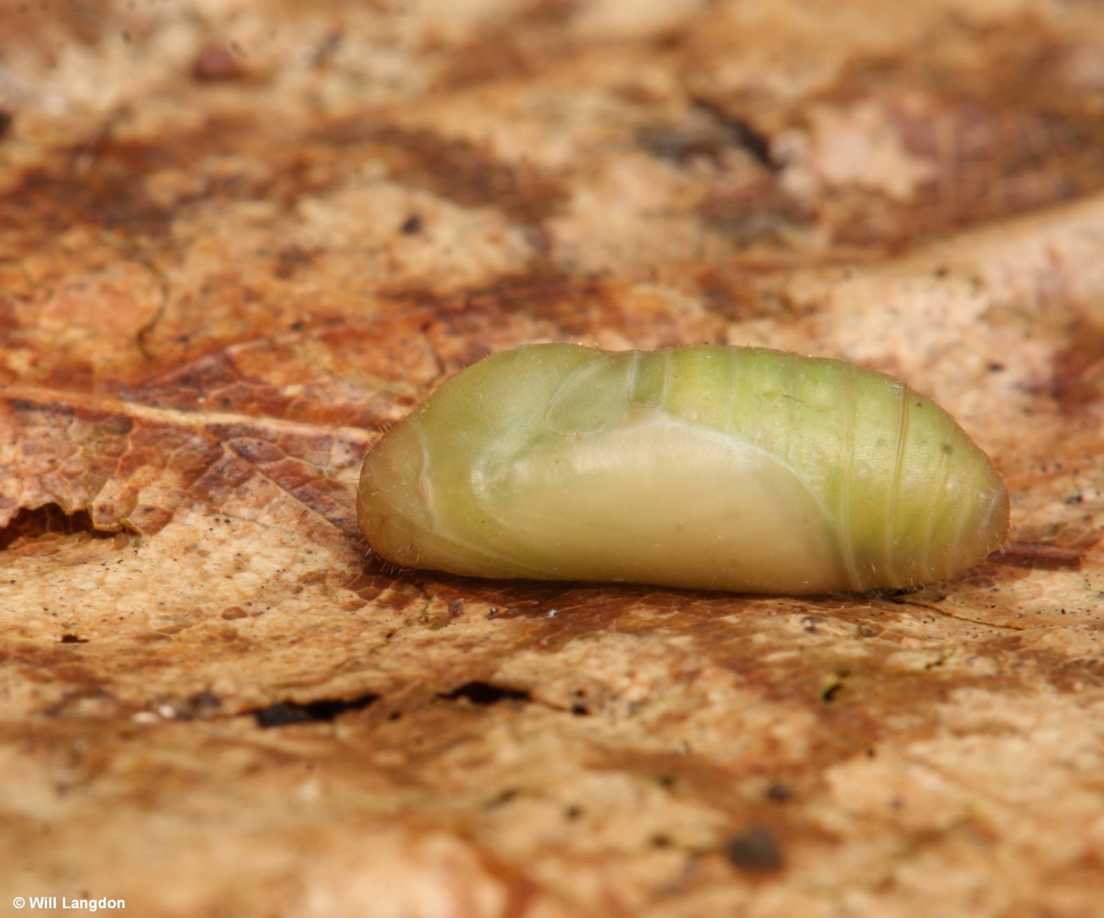 Will's Butterflies: November 2015