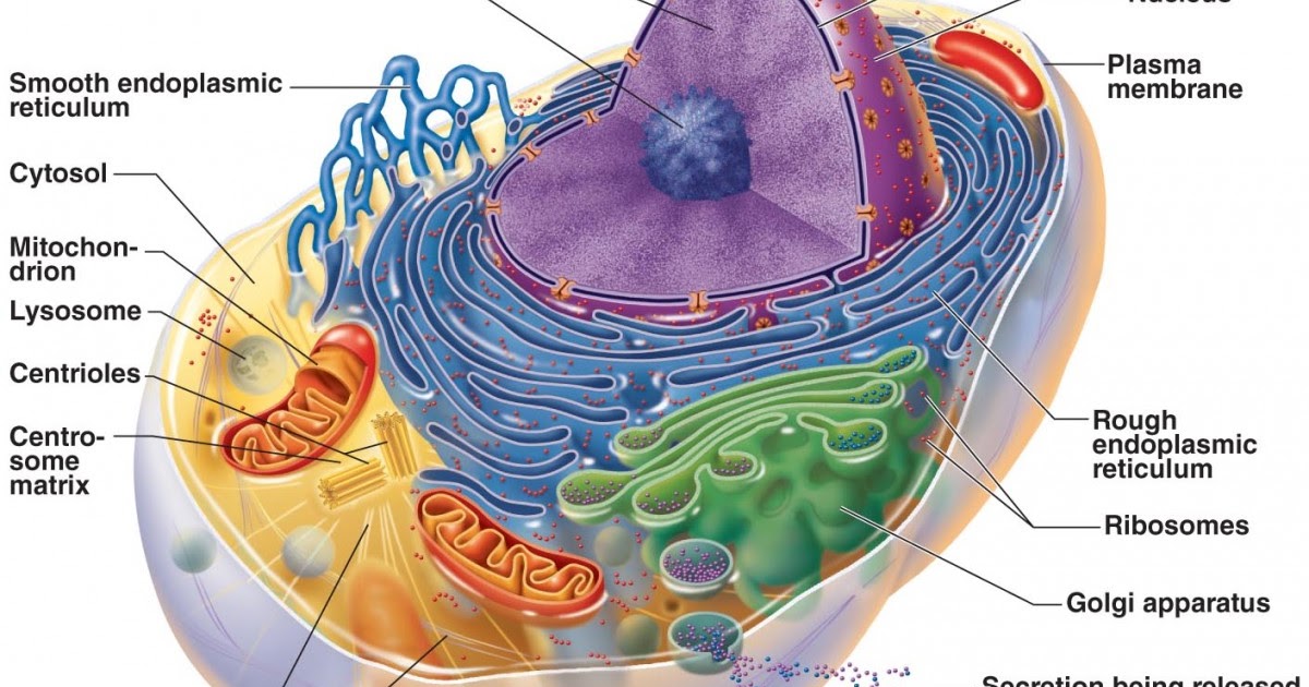 All biology classes: WHAT IS A CELL?