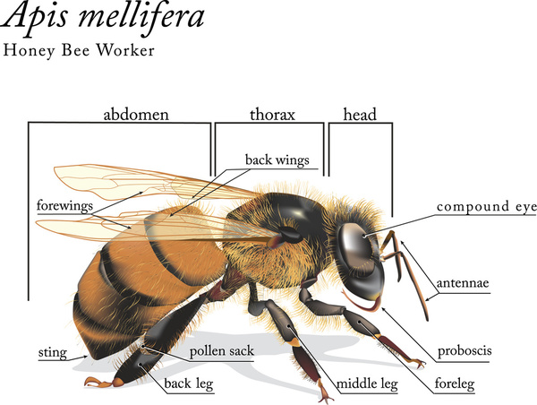 Corona Apicultores: APIS MELLIFERA OBRERA
