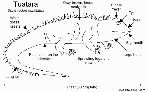 Tuatara