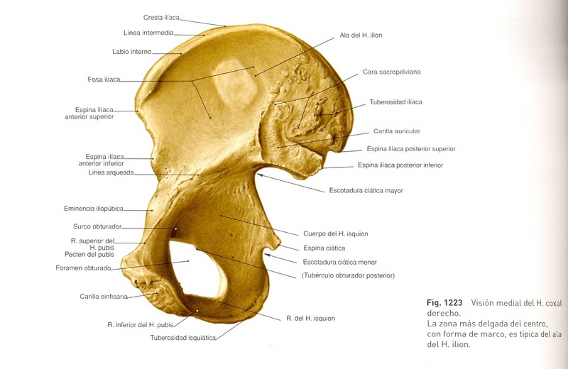 FTrapeutas: Anatomía II --> Locomotor --> Cadera