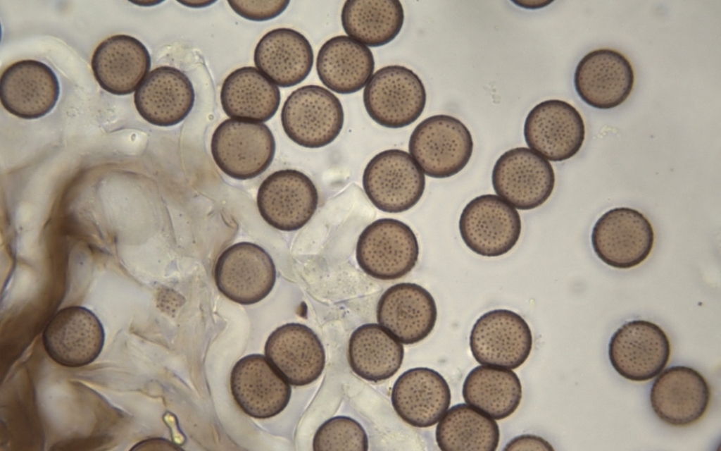 Myxomycetes of Greece