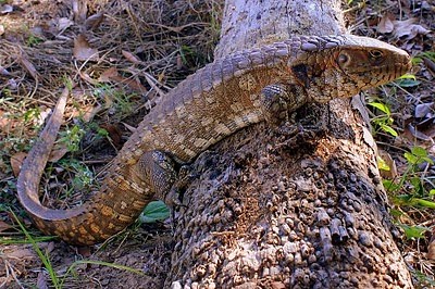 Caiman Lizard | Info-Facts and New Photos 2012 | The Wildlife