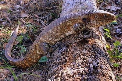 Caiman Lizard | Info-Facts and New Photos 2012 | The Wildlife