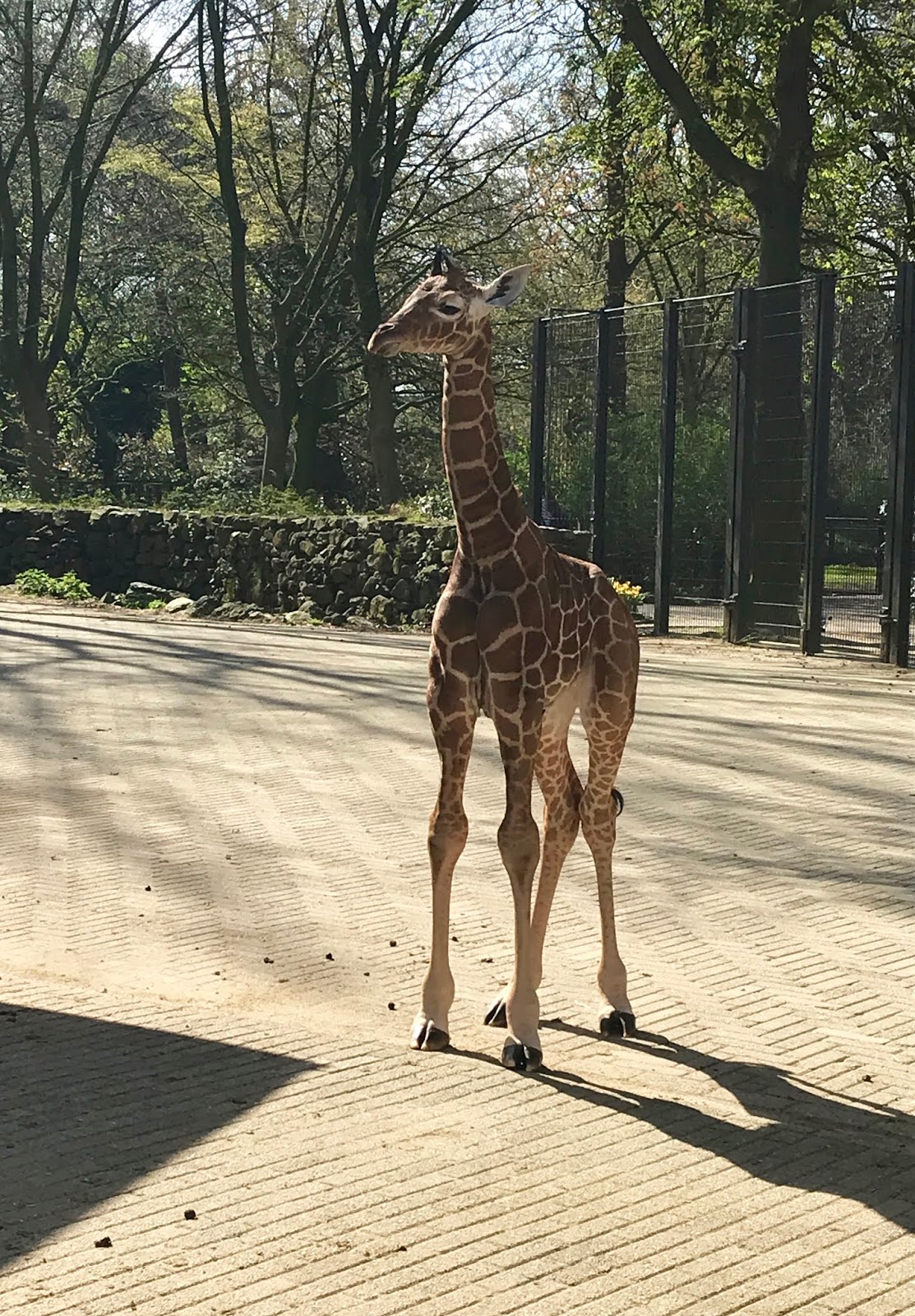 A Day Trip to Amsterdam Artis Royal Zoo - Amy's Balancing Act