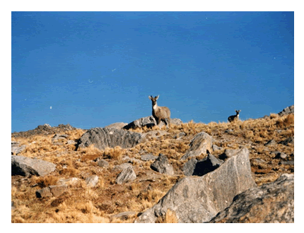 MONUMENTO NATURAL TARUCA - ARGENTINA - Mundo Hispánico™