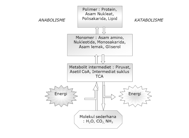 Metabolisme Sel, Pelepasan energi dalam Sel dan Pembelahan Sel ...