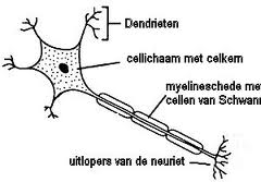 Samenvattingen: Biologie Samenvatting H5 §1, 2 & 3