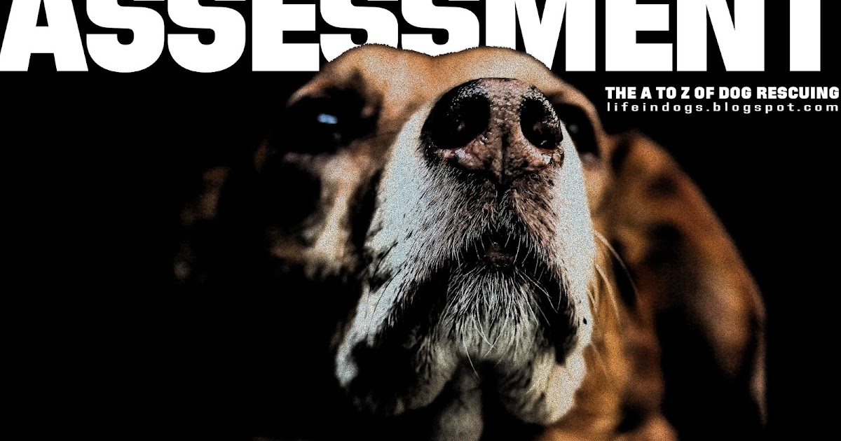 Life In Dogs: A-Z of #Dog Rescue: Assessment — #atozchallenge