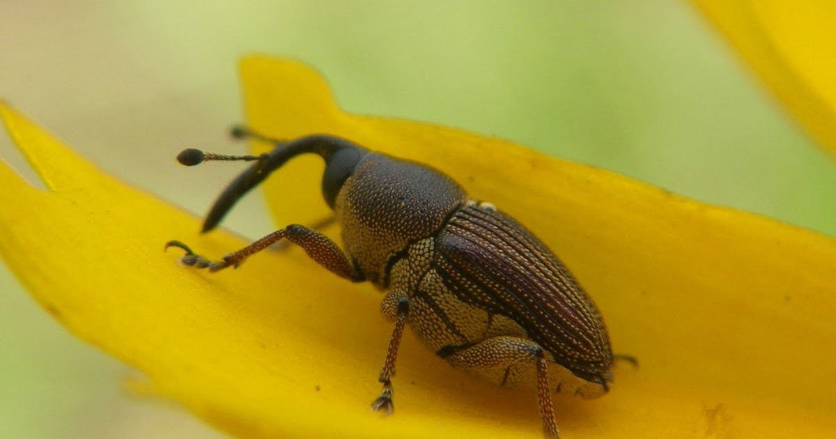 Snout Beetles & Where to Find Them