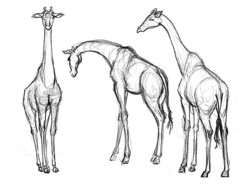 Animal Drawing and Sketching 2016: Kayla Ryyth- Giraffes Zoo