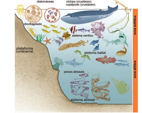 Blog Biologia - profa. Irlene - 3o. Ano: Texto 33-Talassociclo