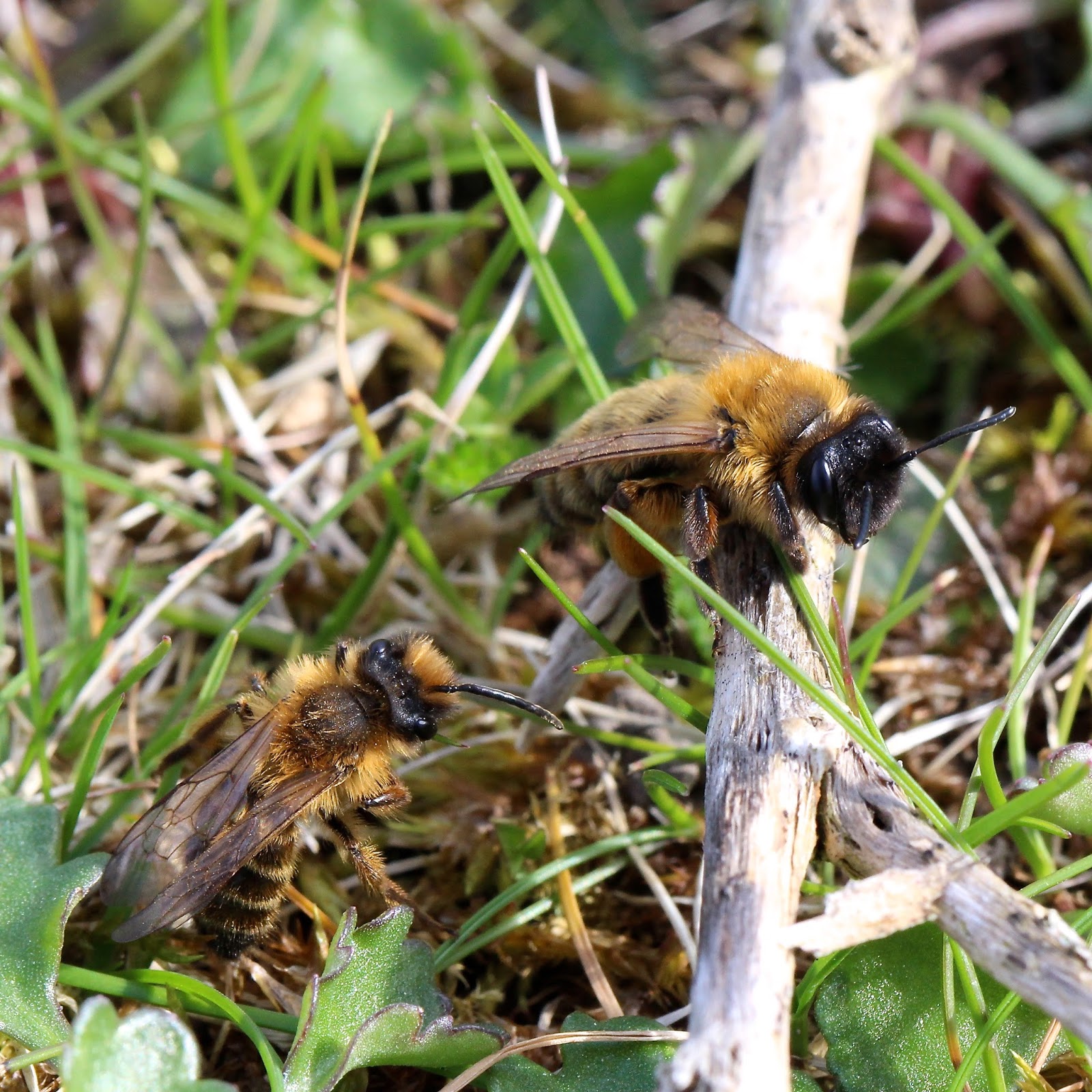 TrogTrogBlog: The buffish mining bee