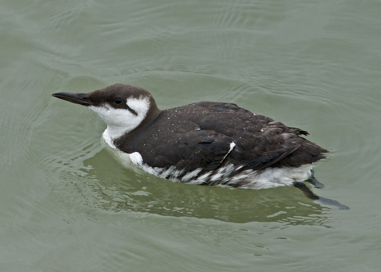 Greater Kent Birder: Guillemot saves the day