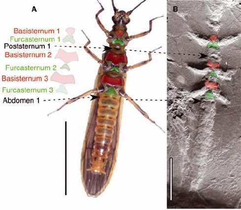 Sciency Thoughts: Interpreting an Insect trace fossil from the Late ...