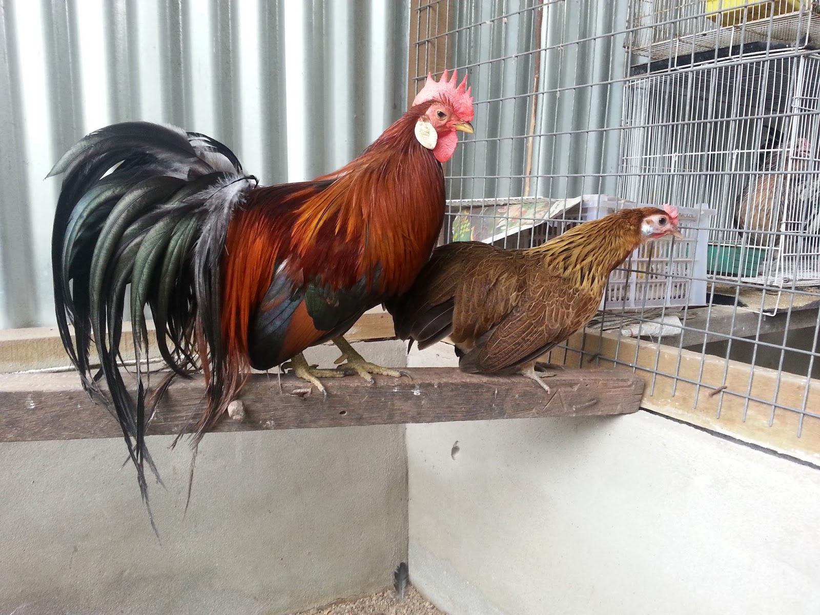 RaRe aVeS: Ohiki Bantam