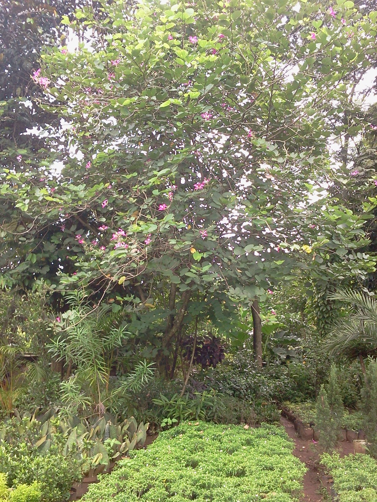 14+ Terbaru Tanaman Hias Bunga Kupu-kupu, Tanaman Hias